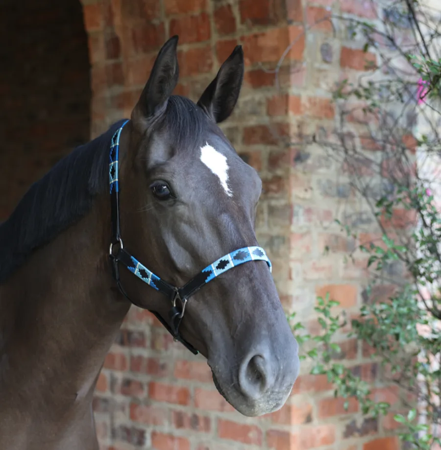 Polo Leather Headcollar I’m Special – Orange Horse